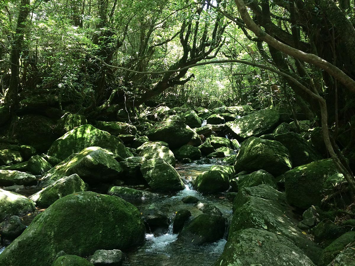 Yakushima Island – Visit The Forest That Inspired Princess Mononoke
