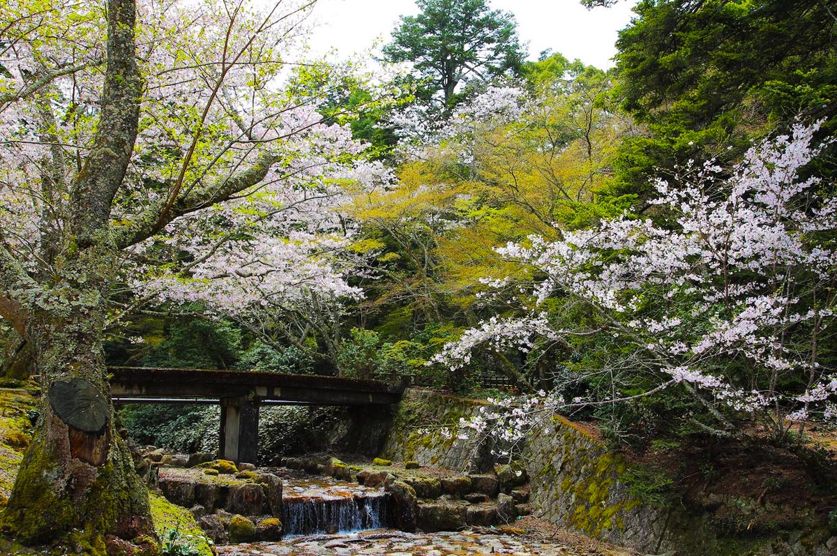 Miyajima Island – The Island of The Floating Torii Gate