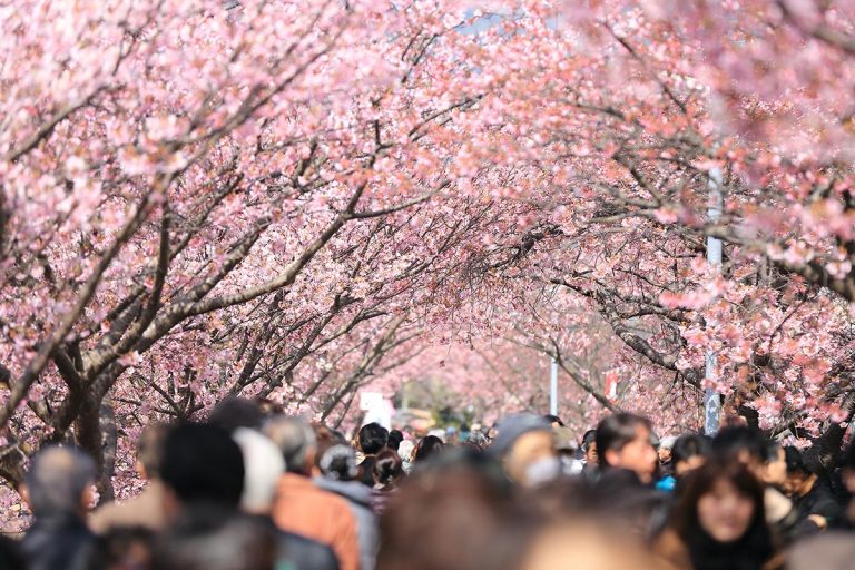 What is the Best Time to Travel to Japan (and why!)