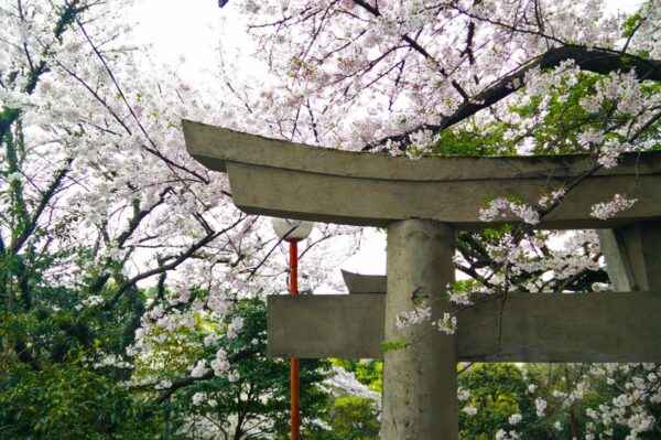 Cherry Blossom 2023 Forecast in Japan (+Map) - Your Japan
