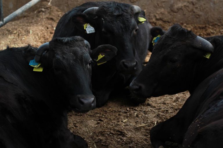 Kobe Beef - An Introduction to The Most Expensive Beef on The Planet