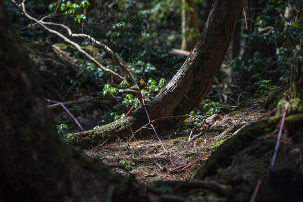 Welcome to Aokigahara - The Scary Haunted Forest in Japan