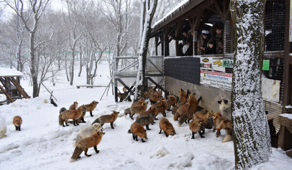 Zao Fox Village Travel Guide - Visit the cute fox village in Japan