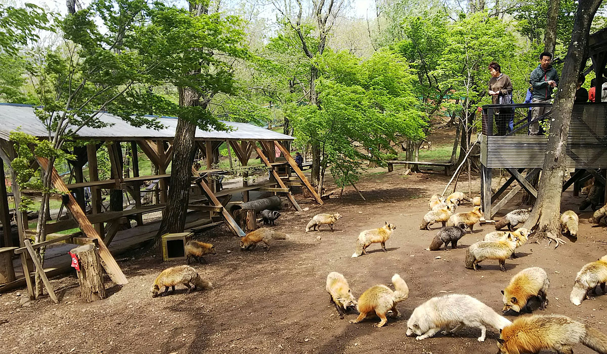Zao Fox Village Travel Guide - Visit the cute fox village in Japan