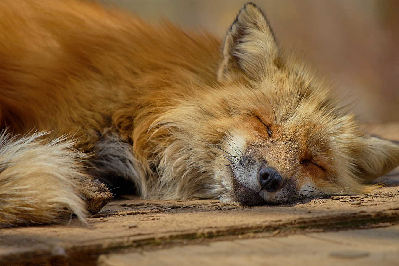Zao Fox Village Travel Guide - Visit the cute fox village in Japan