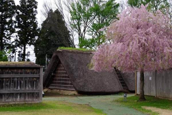 10 Unique Things to do in Hachinohe - Your Japan