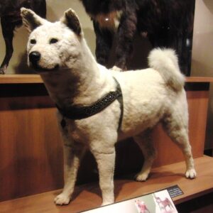 9 Things to Know About Hachiko – Japan’s Most Devoted Dog - Your Japan