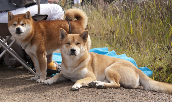 Interesting Facts to Know About Pet Culture in Japan - Your Japan