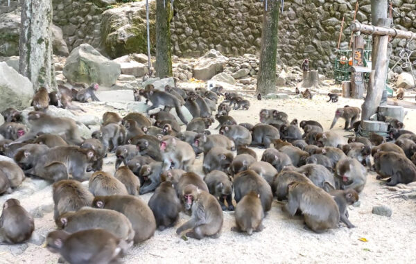 Best things to do in Beppu - Your Japan